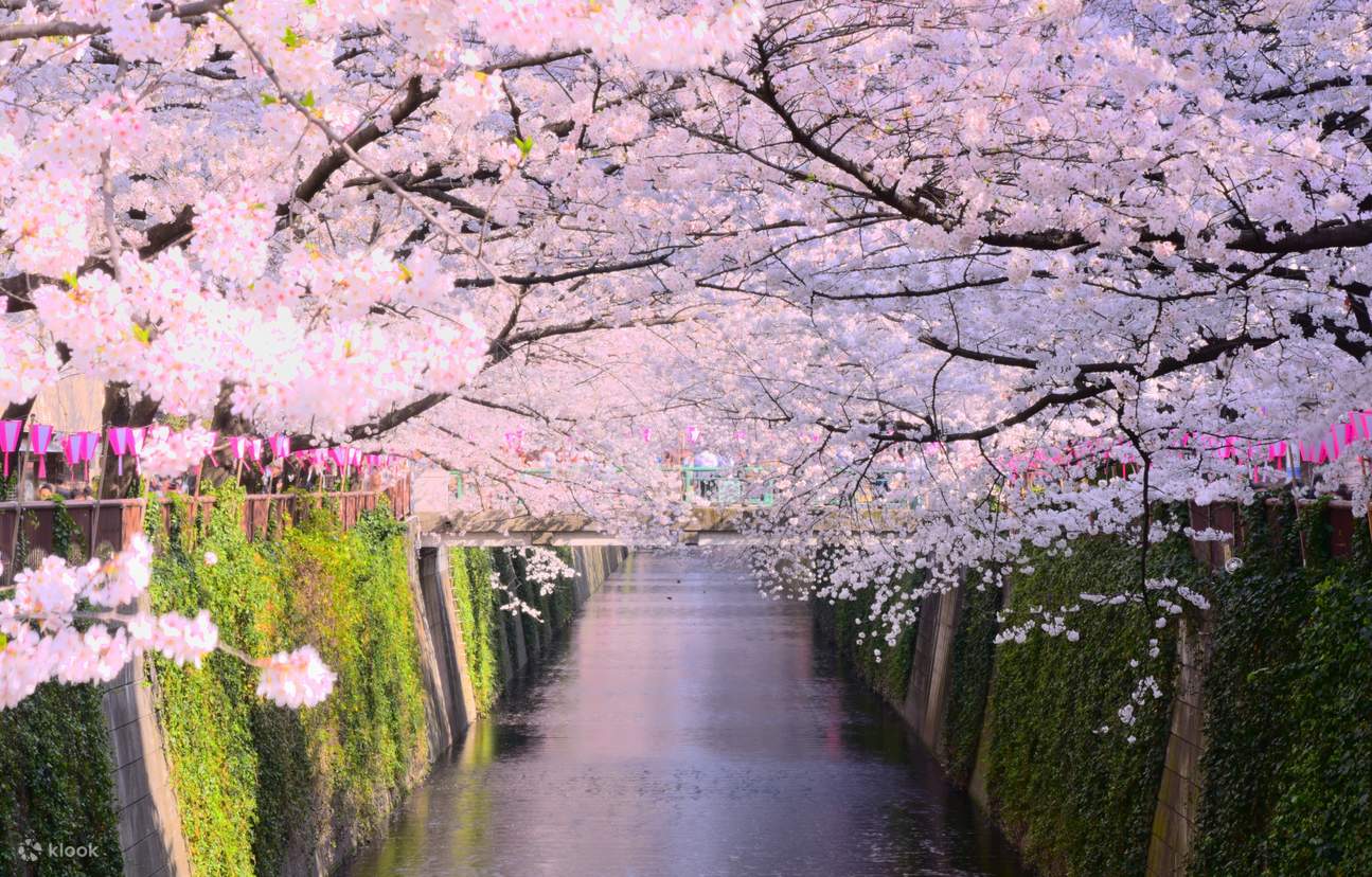 One-Day Tour of Tokyo's Top 5 Cherry Blossom Viewing Spots [Cherry ...